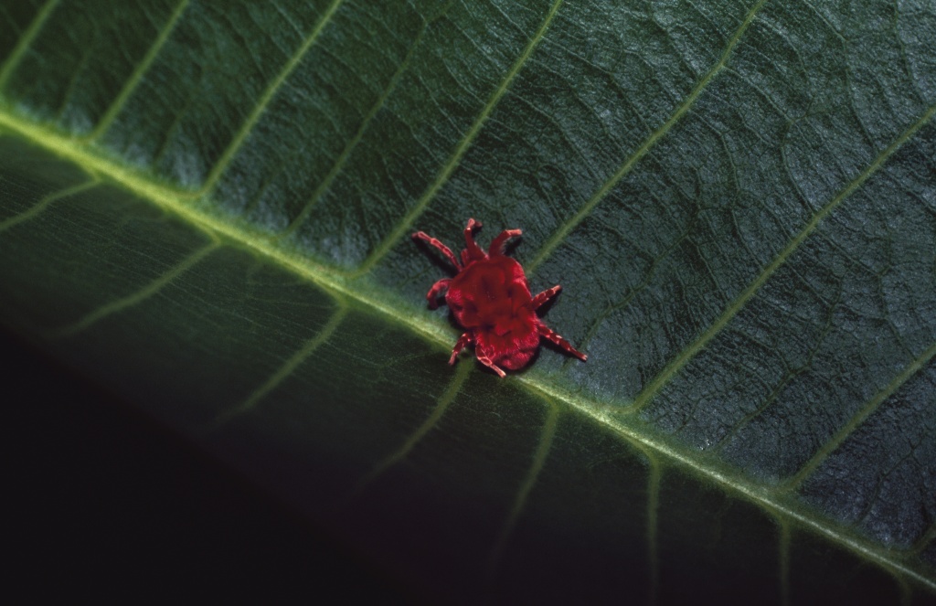 What are spider mites? A closer look at the tiny pests that could ruin ...