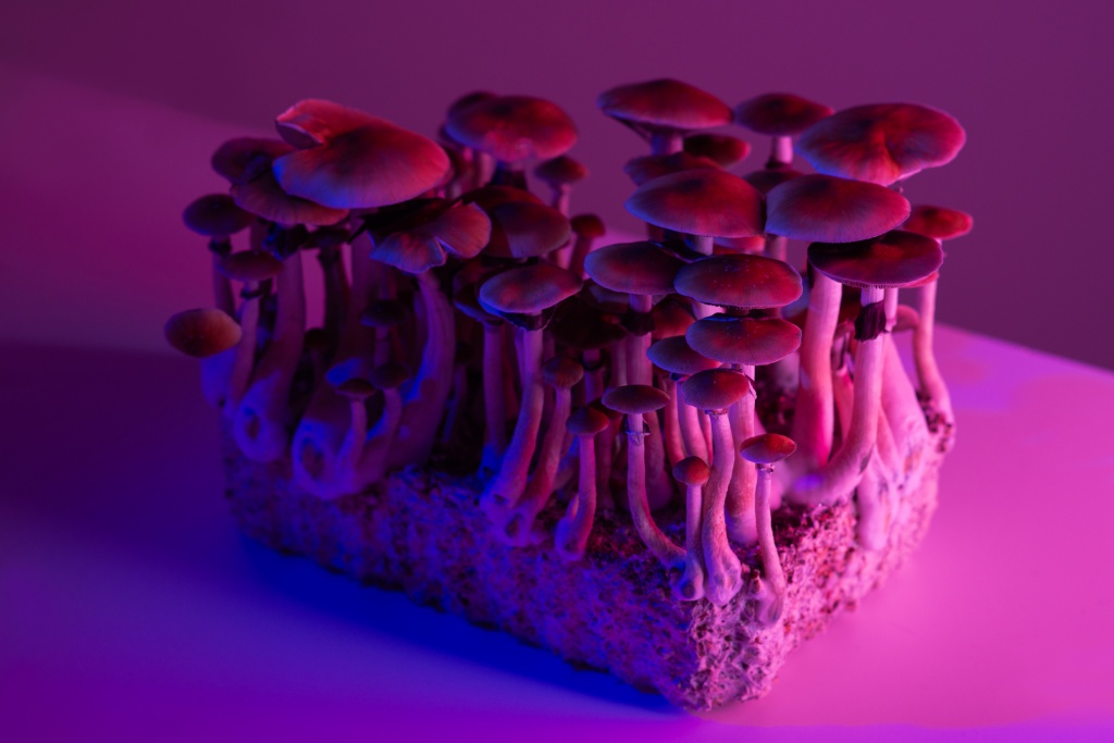 Where are psychedelics legal in the US? | GreenState | GreenState