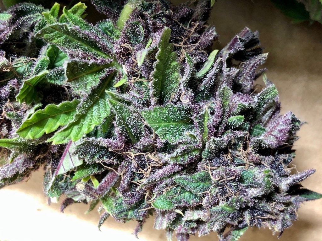 Purple Weed Strains