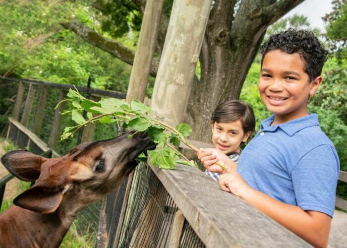 Here's how you can become a zookeeper for a day at the Houston Zoo ...