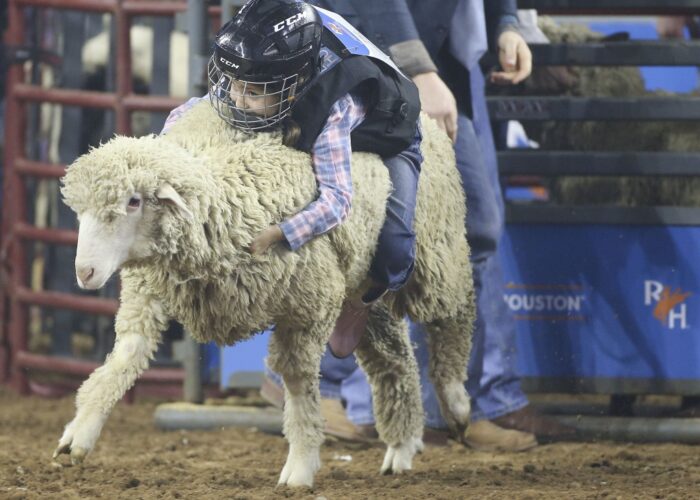 Glutton for mutton: kids love riding sheep at RodeoHouston | Datebook