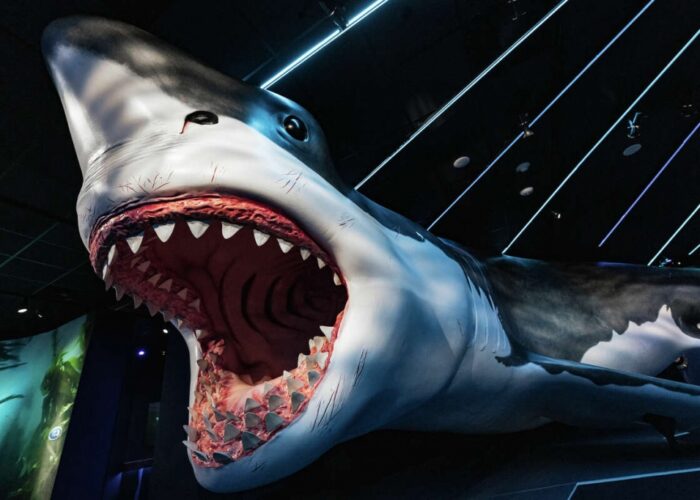 'Sharks! The Meg, The Monsters & The Myths' at Houston Museum of ...