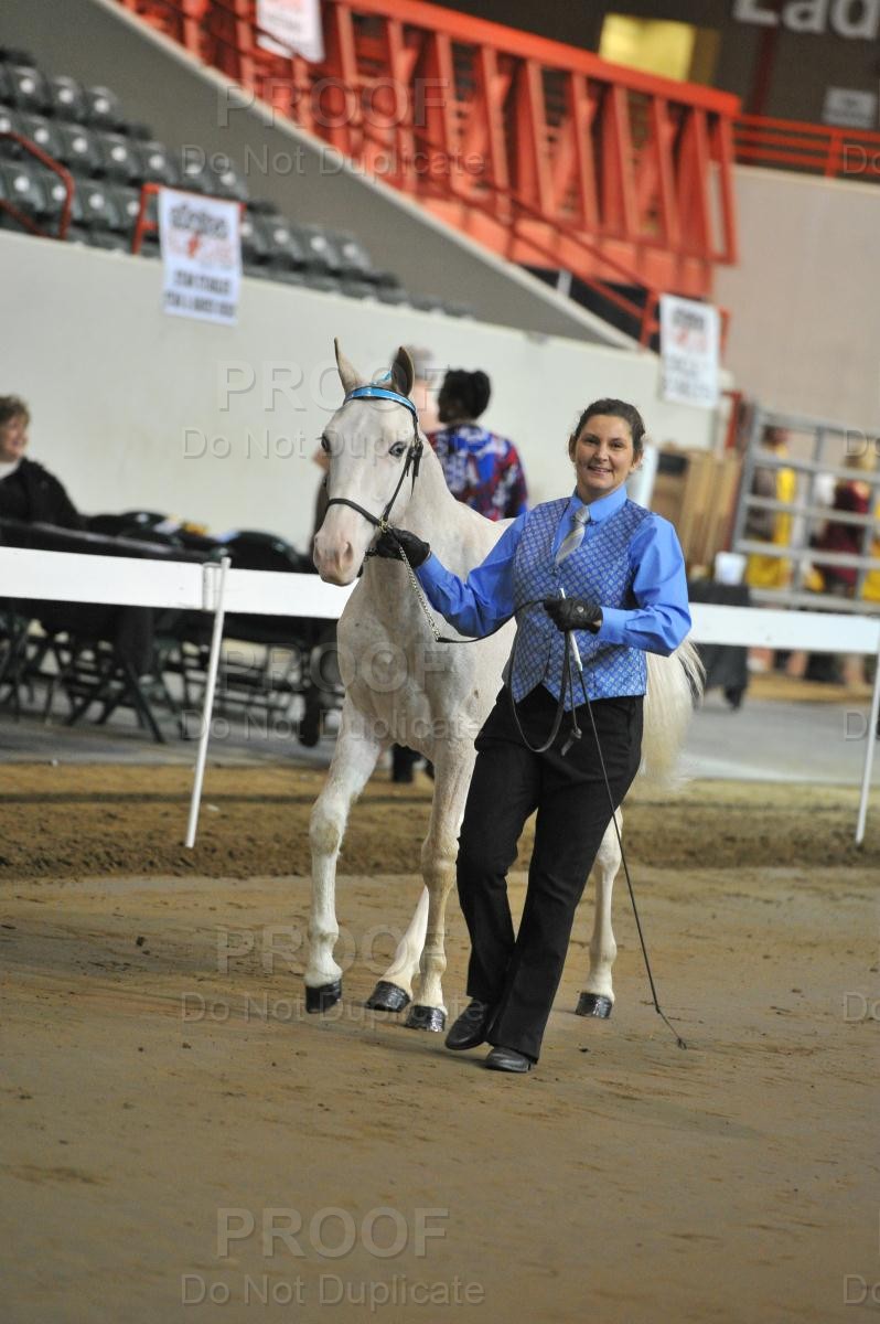 2013 Tunica Fall Classic - Horse Show Proofs - 2013 Proofs - Shane ...