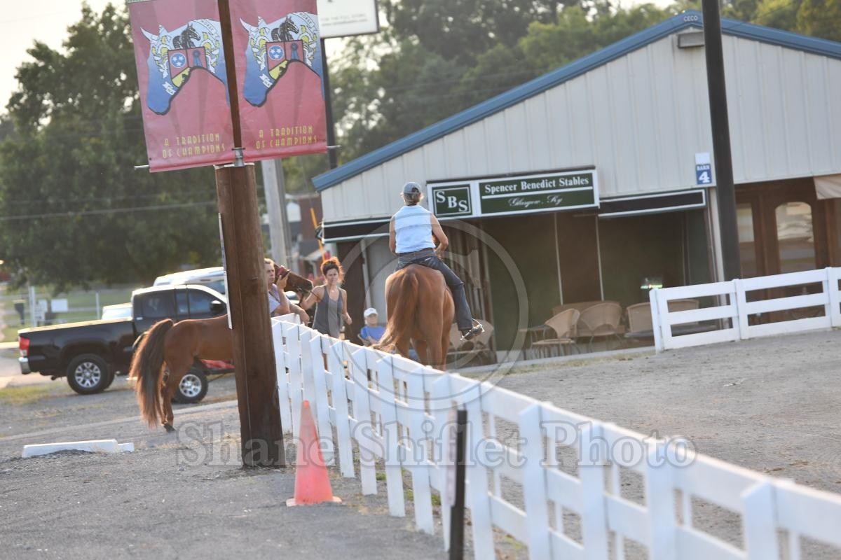 2017 TWH National Celebration - Sunday Evening, August 27th - Horse ...