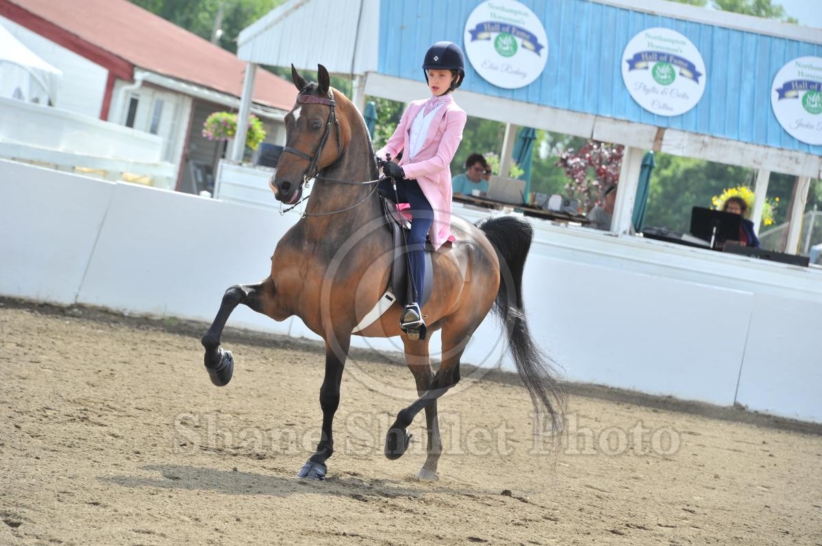 2018 New England Morgan - Horse Show Proofs - 2018 Proofs - Shane ...