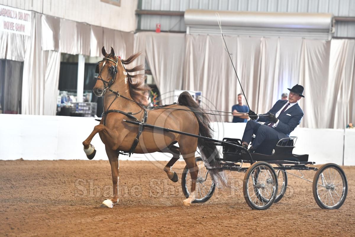 2019 Gasparilla Charity Horse Show - Horse Show Proofs - 2019 Proofs ...