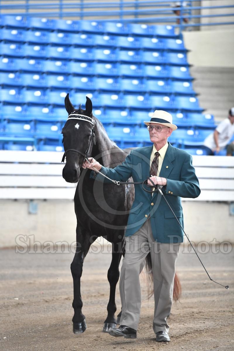 2019 Spring Fun Show - Horse Show Proofs - 2019 Proofs - Shane Shiflet ...