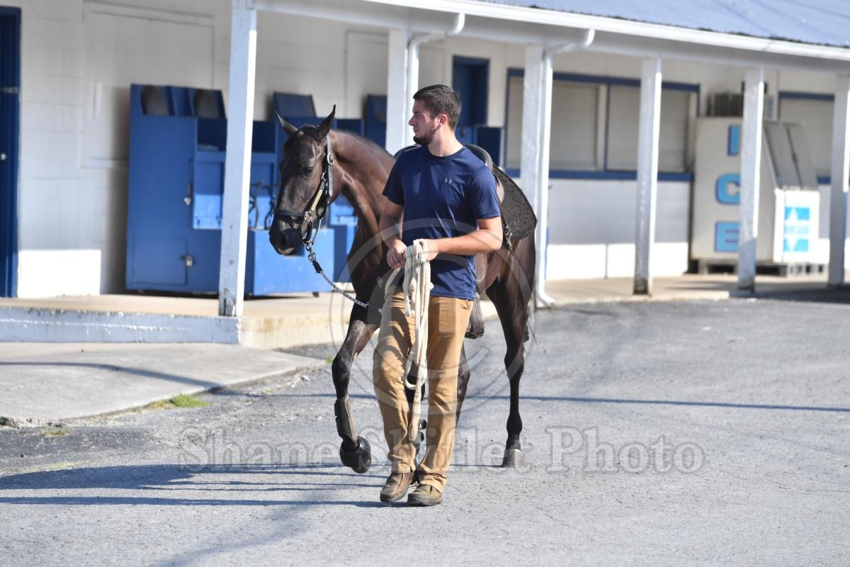 2019 TWH National Celebration - Horse Show Proofs - 2019 Proofs - Shane ...