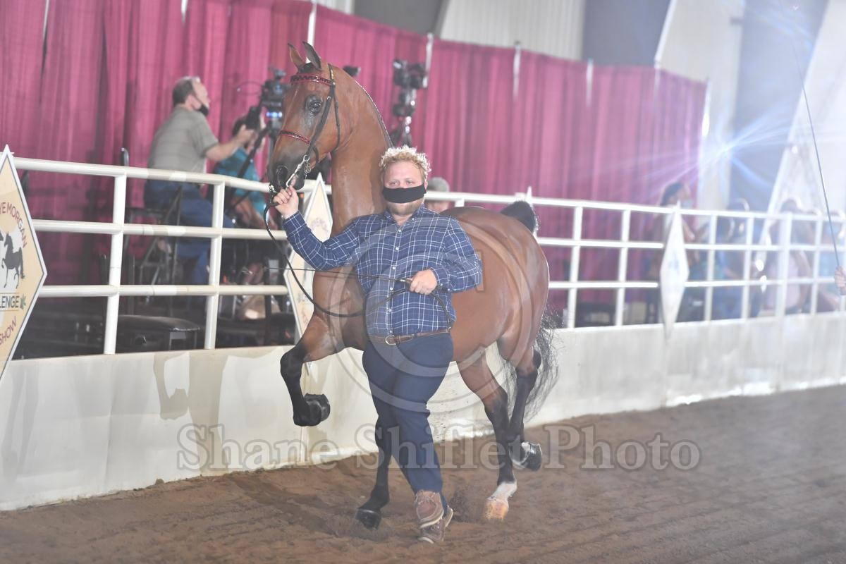 2020 Buckeye Morgan - Horse Show Proofs - 2020 Proofs - Shane Shiflet ...