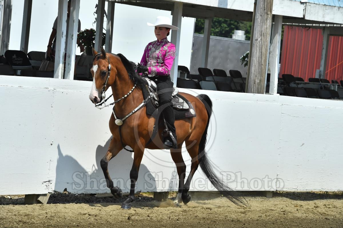 2021 New England Morgan - Horse Show Proofs - 2021 Proofs - Shane ...