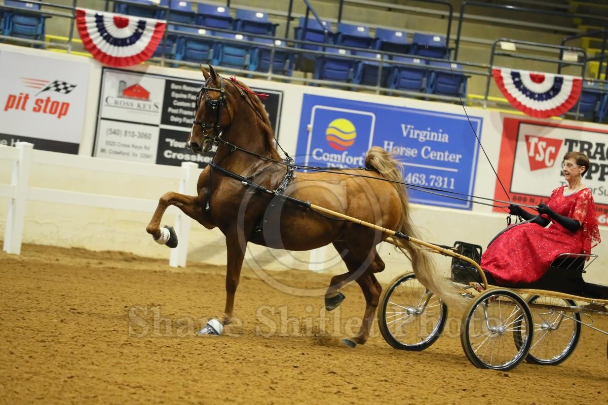 2021 ASHAV - Horse Show Proofs - 2021 Proofs - Shane Shiflet Photography