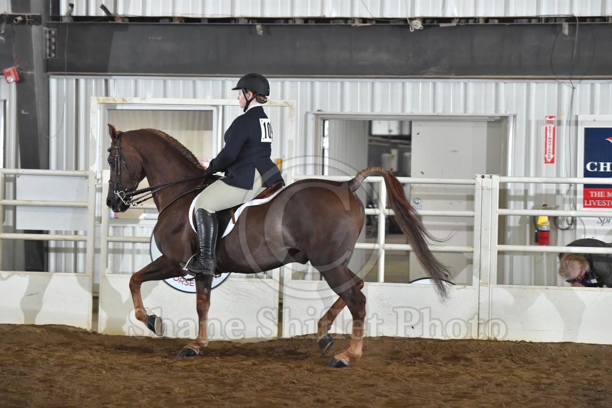 2022 Buckeye Morgan - Horse Show Proofs - 2022 Proofs - Shane Shiflet ...
