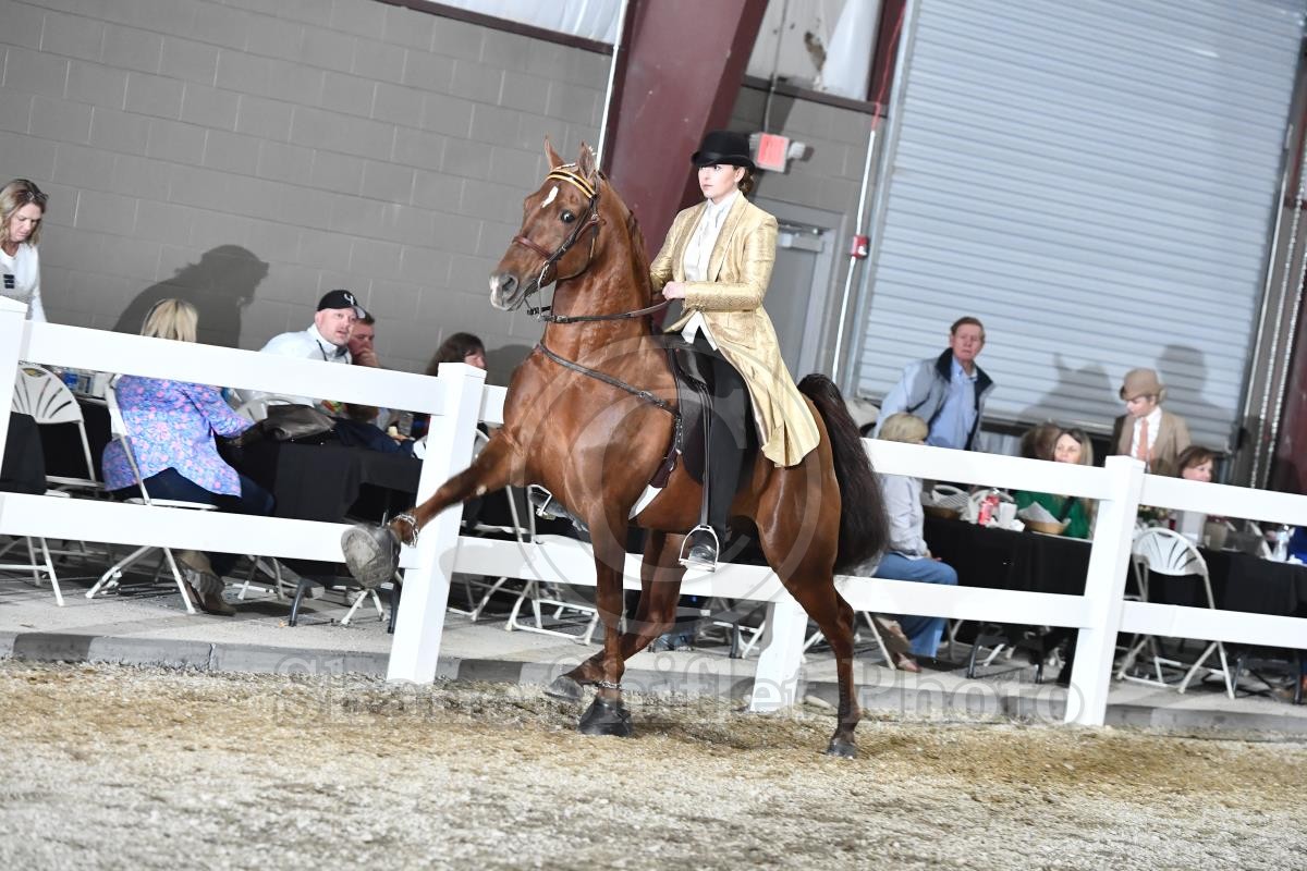 2023 Walking In The Smokies - Horse Show Proofs - 2023 Proofs - Shane ...