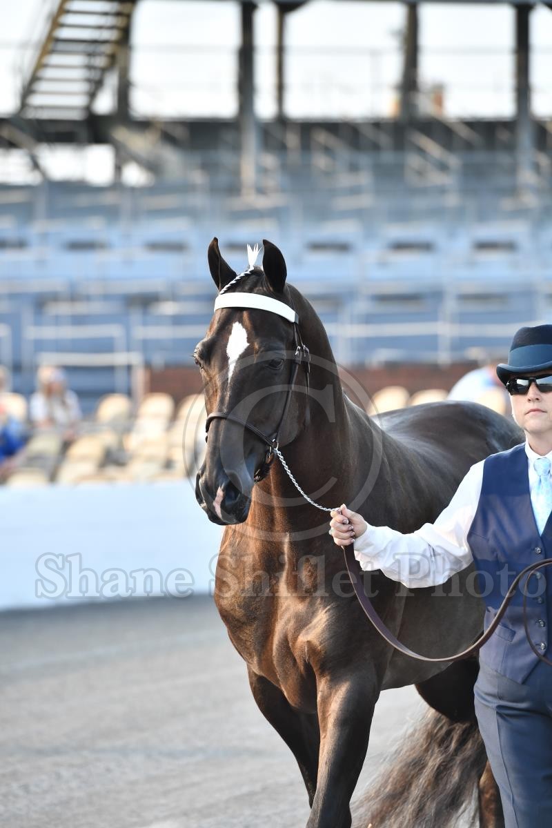 2023 Spring Fun Show - Horse Show Proofs - 2023 Proofs - Shane Shiflet ...