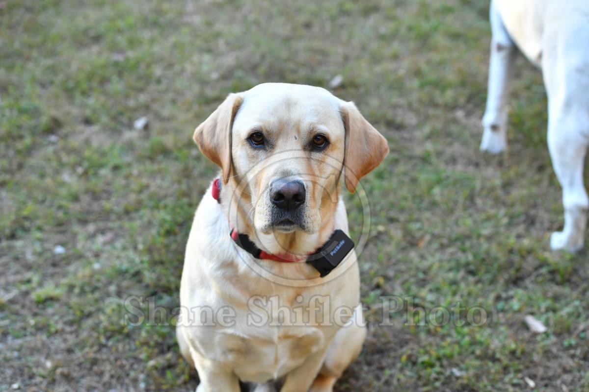 2023 Greensboro College Volleyball - Photo Shoots - Shane Shiflet ...