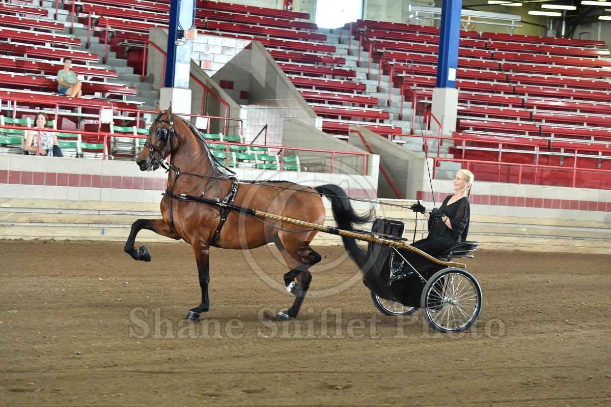 2024 Syracuse - Horse Show Proofs - 2024 Proofs - Shane Shiflet Photography
