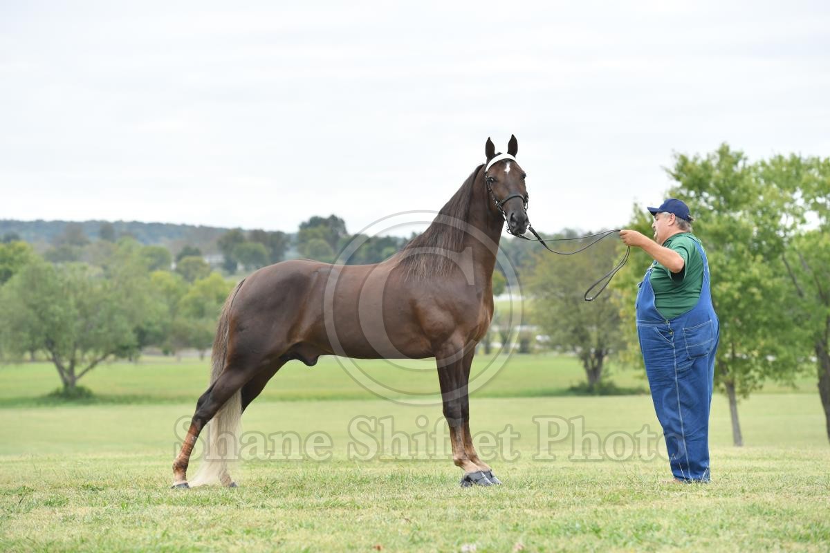 2024 Stud Shots - Photo Shoots - Shane Shiflet Photography