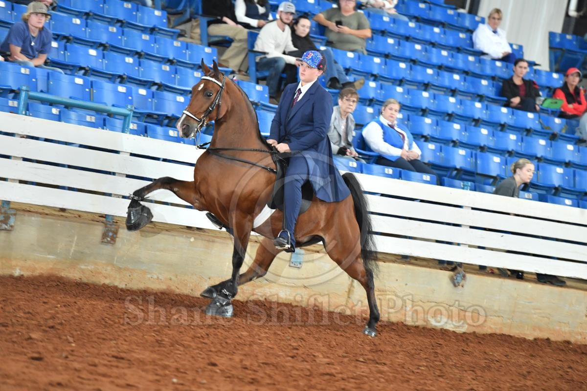 2024 Celebration Fall Classic - Horse Show Proofs - 2024 Proofs - Shane ...
