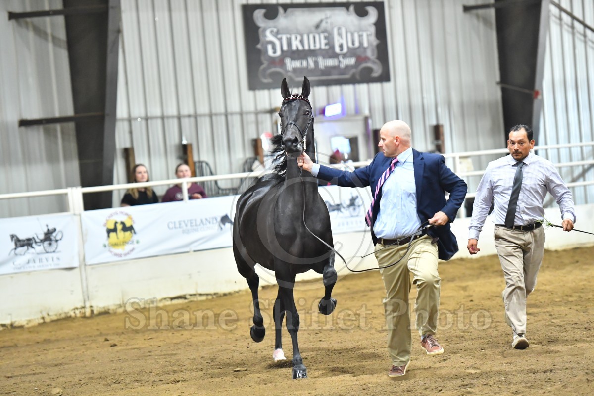 2025 Buckeye Morgan - Horse Show Proofs - 2025 Proofs - Shane Shiflet ...
