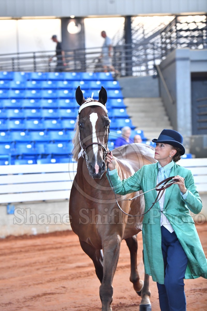 2025 TWHNC - Horse Show Proofs - 2025 Proofs - Shane Shiflet Photography