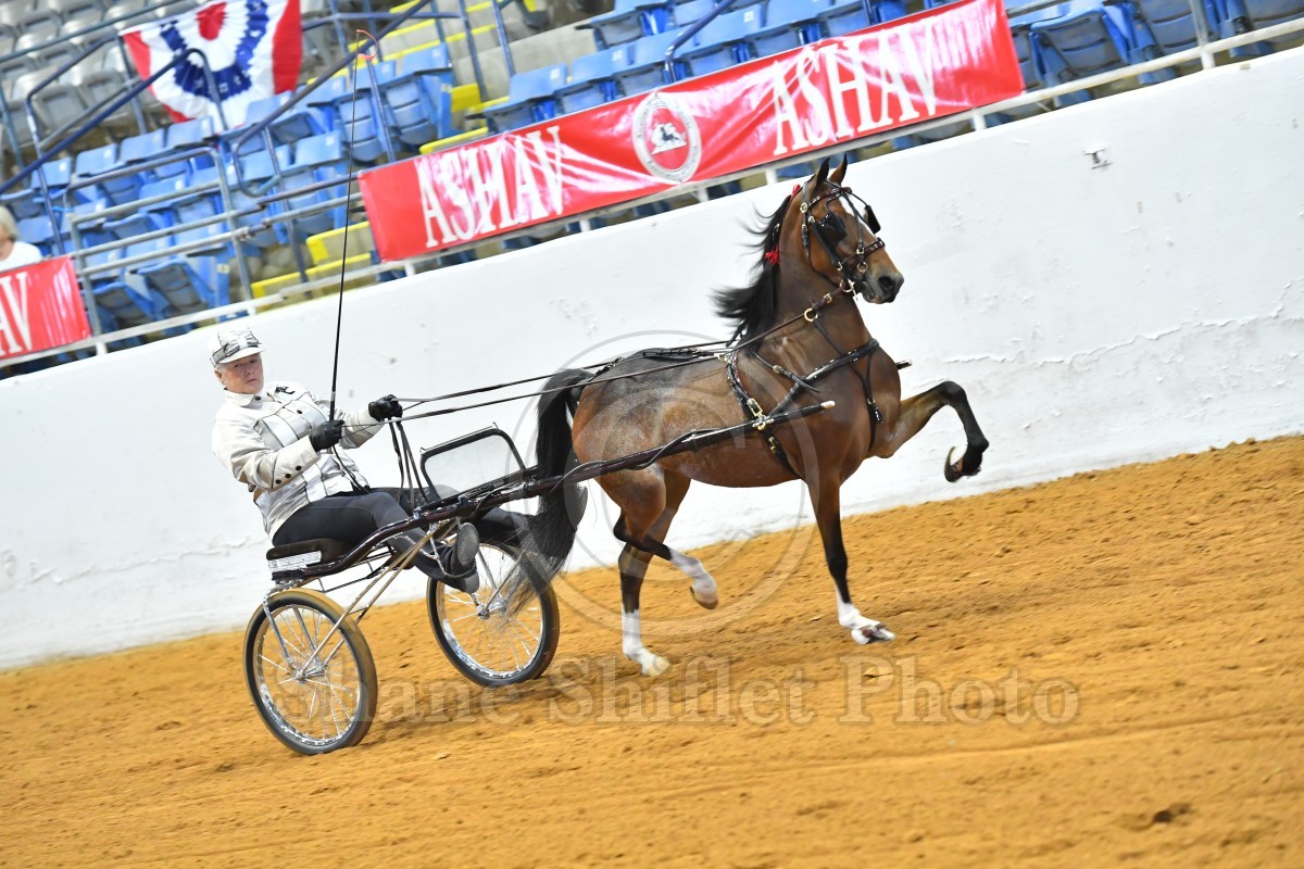 2025 ASHAV Horse Show - Horse Show Proofs - 2025 Proofs - Shane Shiflet ...
