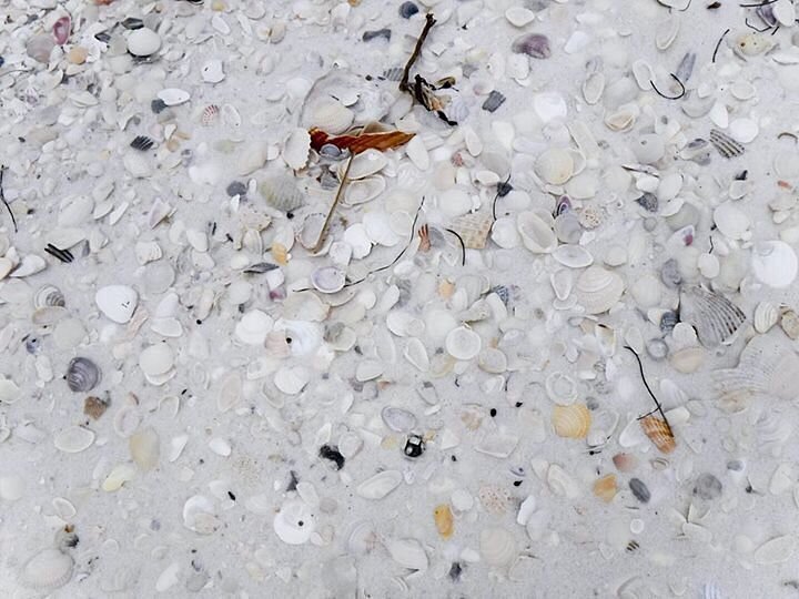 Shell Island Boat Ride Panama City Beach