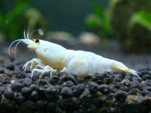 Breeding Pure white CRS | The Planted Tank Forum