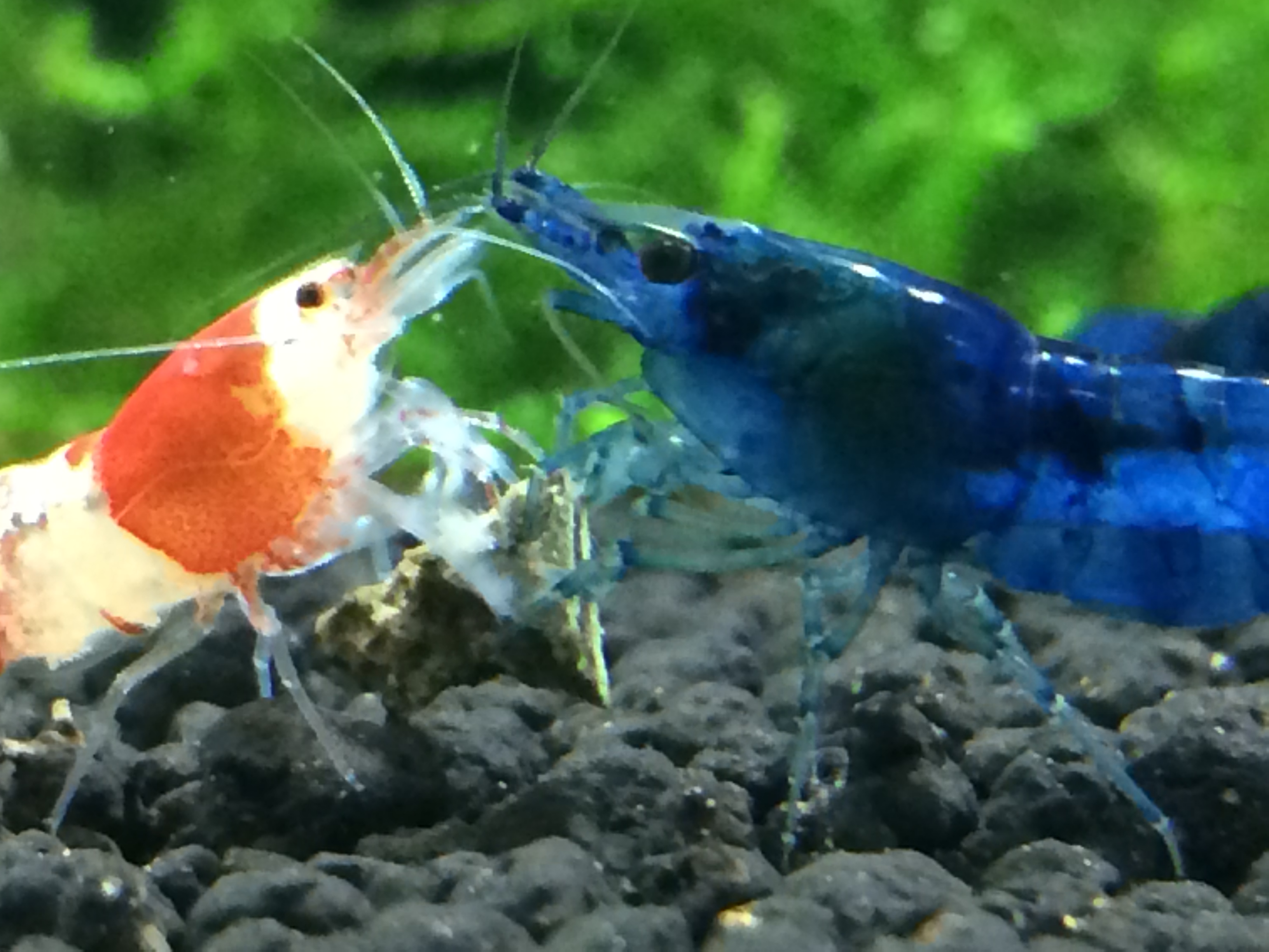 Can I mix these two neocaridina breeds? - Genetics and Selective ...