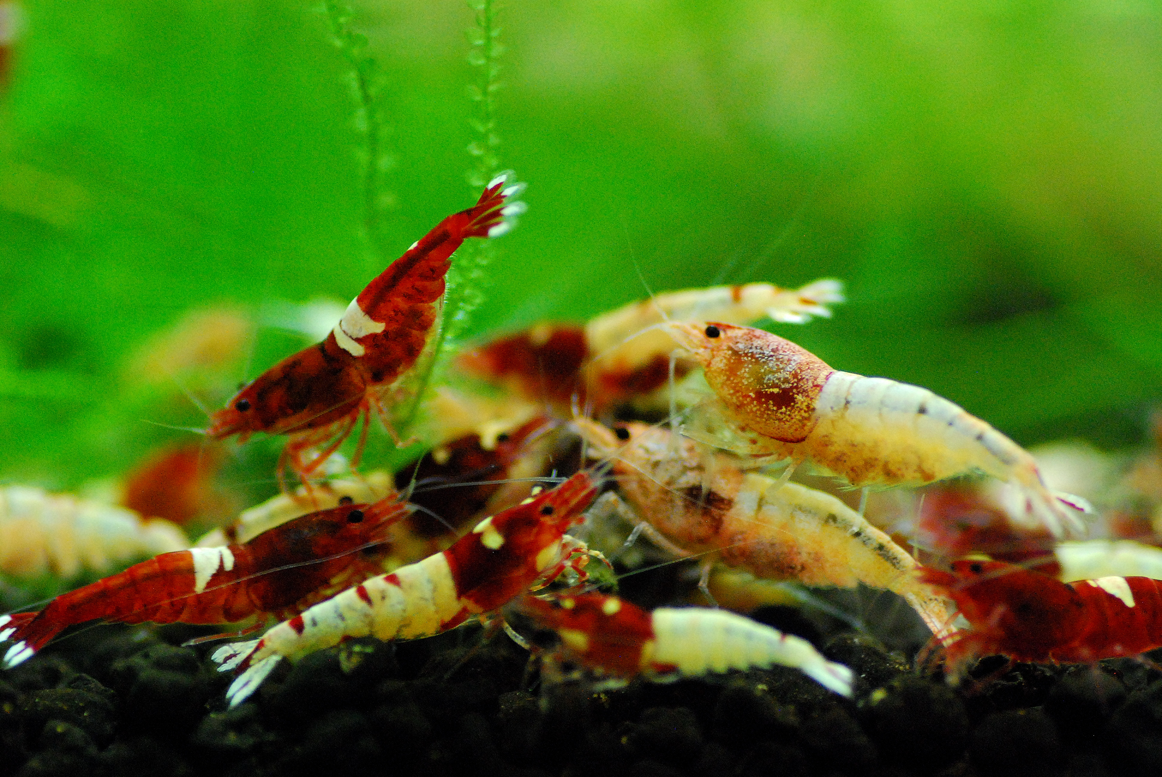 Shrimp - Red Pinto Caridina