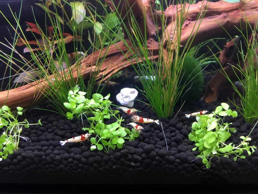 DIY Aquaponics CRS shrimp tank ecosystem - DIY - The Shrimp Spot