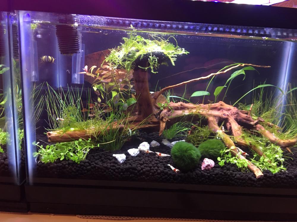 DIY Aquaponics CRS shrimp tank ecosystem - DIY - The Shrimp Spot