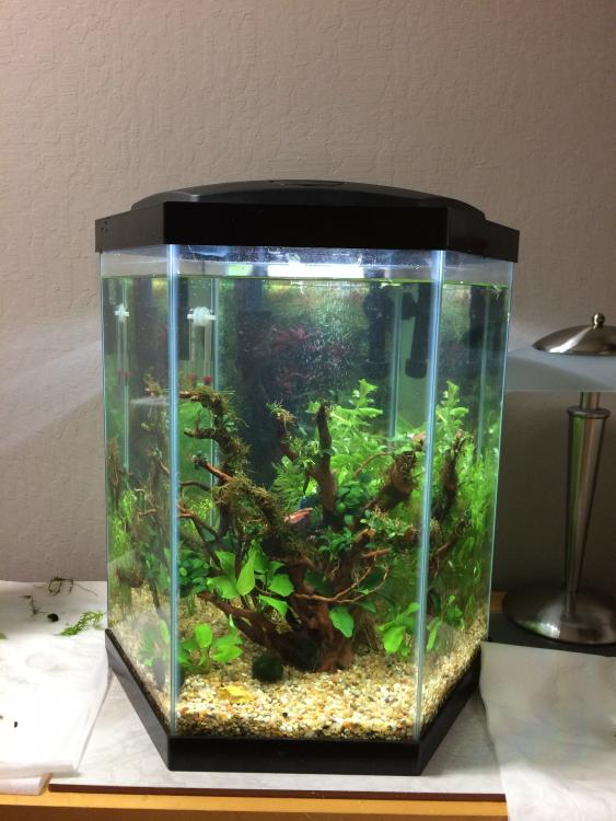 Hexagon Aquarium Ideas at Jerome Cairns blog