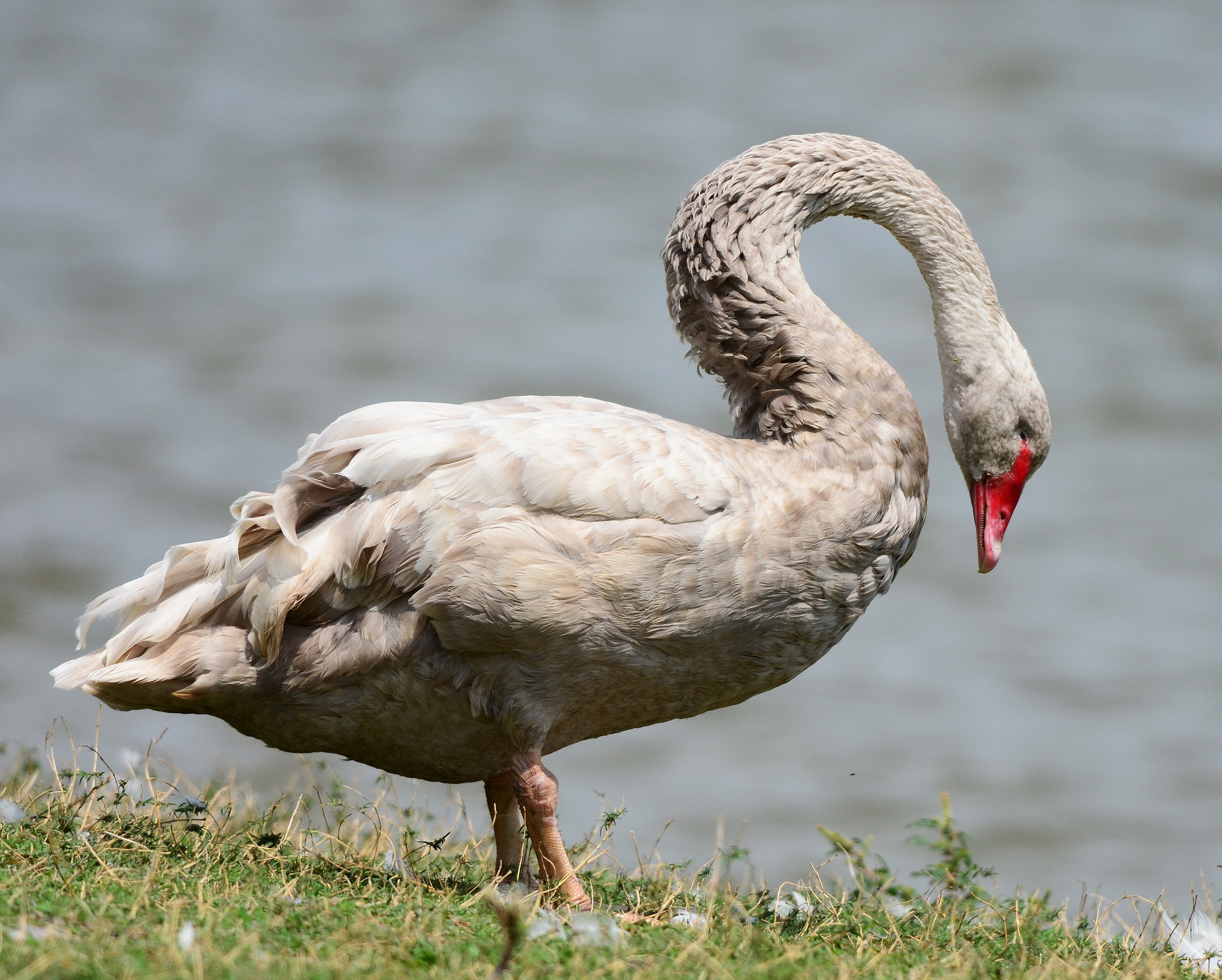 More to the Proper Valuation of Designated Hitters — P.S. Pinch Hitters ...