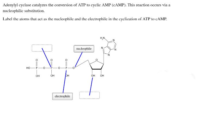 [Solved] Adenylyl cyclase catalyzes the conversion | SolutionInn
