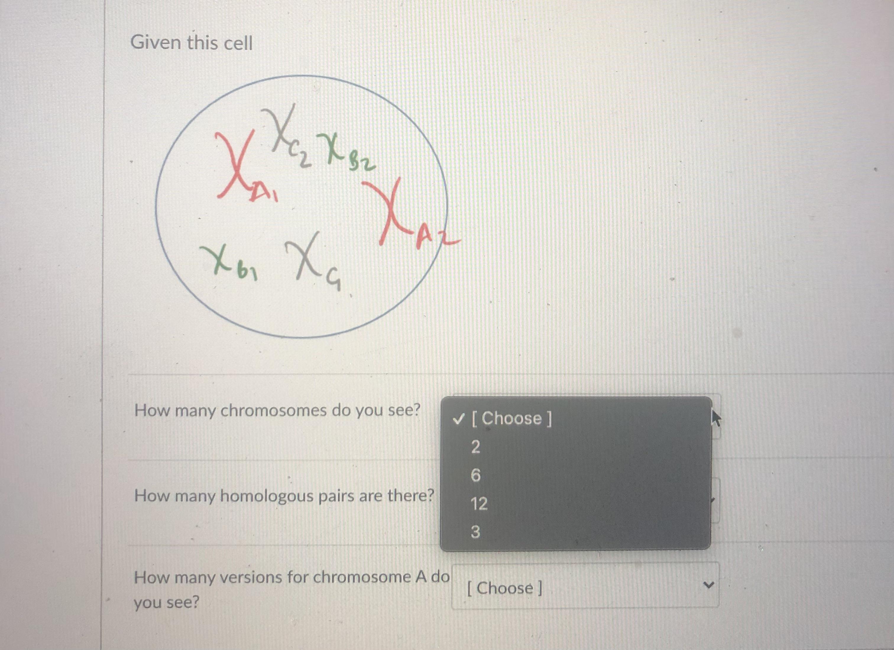 [Solved] Given this cell How many chromosomes do y | SolutionInn