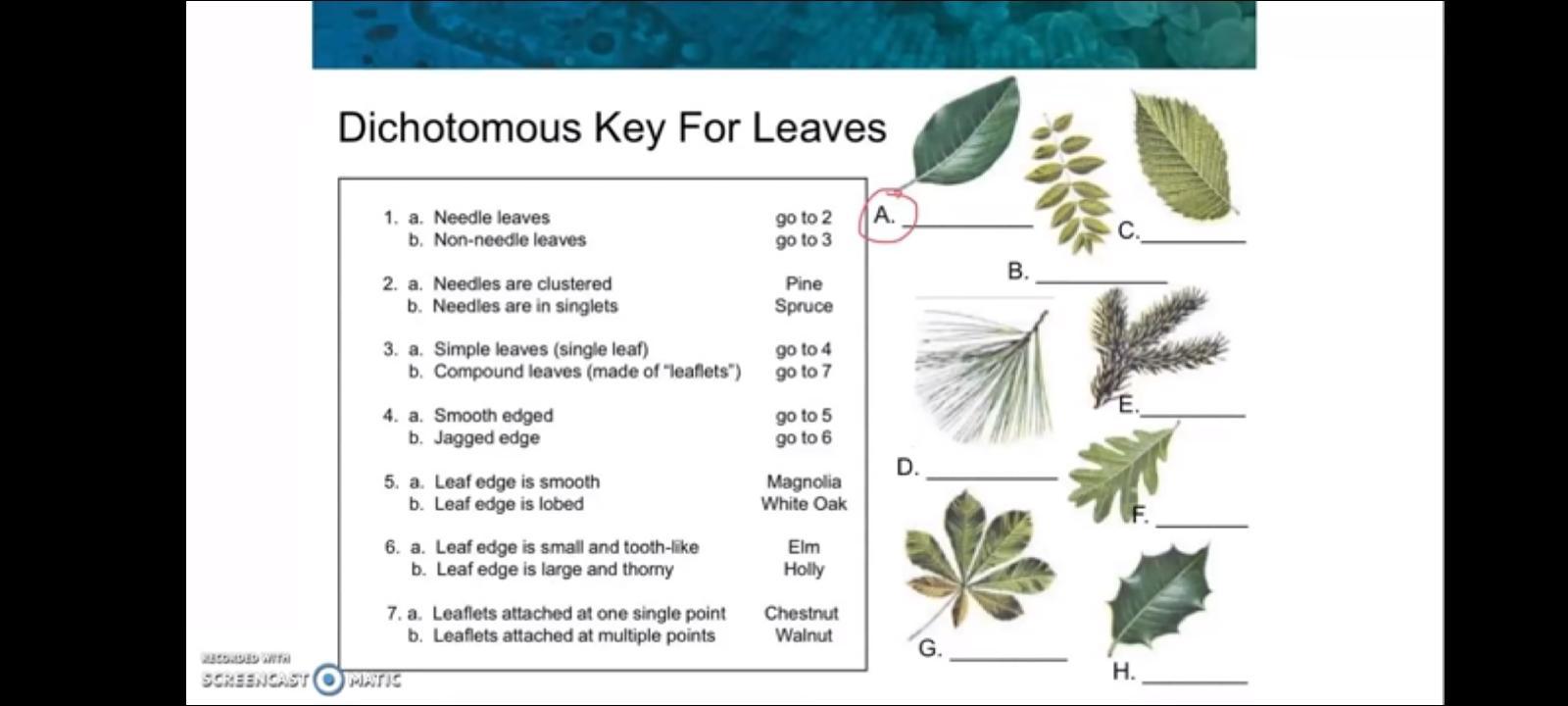 [Solved] Construct (1) bracketed dichotomous key f | SolutionInn