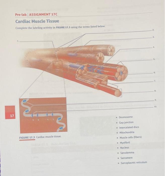 [Solved] 17 Pre-lab ASSIGNMENT 17C Cardiac Muscle | SolutionInn