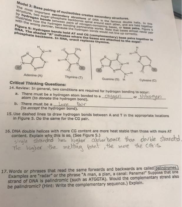 [Solved] Model 3: Base pairing of nucleotides crea | SolutionInn