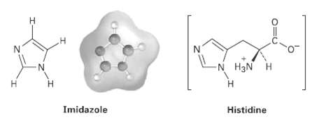 [Solved] Imidazole forms part of the structure of | SolutionInn