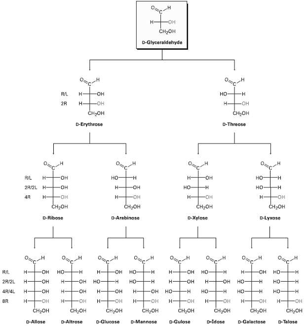 [Solved] Only the D sugars are shown in figure. Dr | SolutionInn