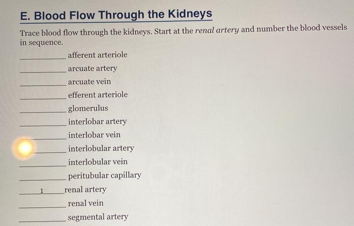 [Solved] E. Blood Flow Through the Kidneys Trace b | SolutionInn