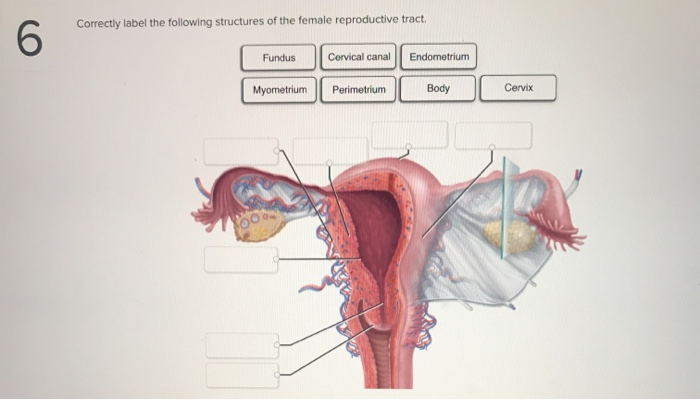[Solved] 5 Correctly label the following structure | SolutionInn