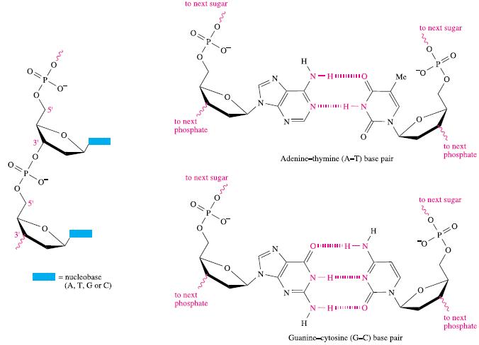 [Solved] The structure of cisplatin is shown below | SolutionInn