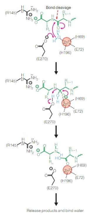 [Solved] Figure 8.19 shows a proposed mechanism fo | SolutionInn