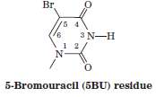 [Solved] The base analog 5-bromouracil (5BU), Whic | SolutionInn