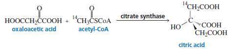 [Solved] Citrate synthase, one of the enzymes in t | SolutionInn