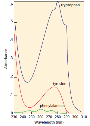 [Solved] The UV spectra of tryptophan, tyrosine, a | SolutionInn
