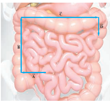 [Solved] A food particle from your breakfast takes | SolutionInn