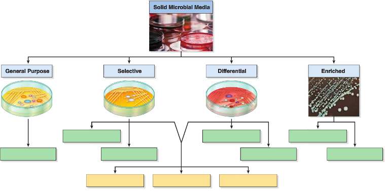 [Solved] 1. What is the purpose of solid microbial | SolutionInn