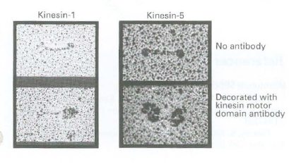 [Solved] Kinesin-1 contains two identical heavy ch | SolutionInn